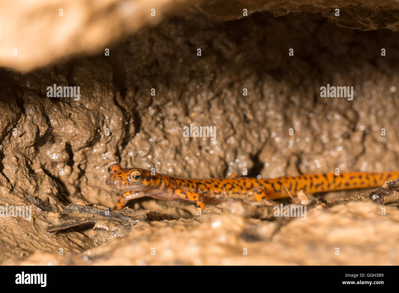 Cave Salamander - Eurycea lucifuga Stock Photo - Alamy