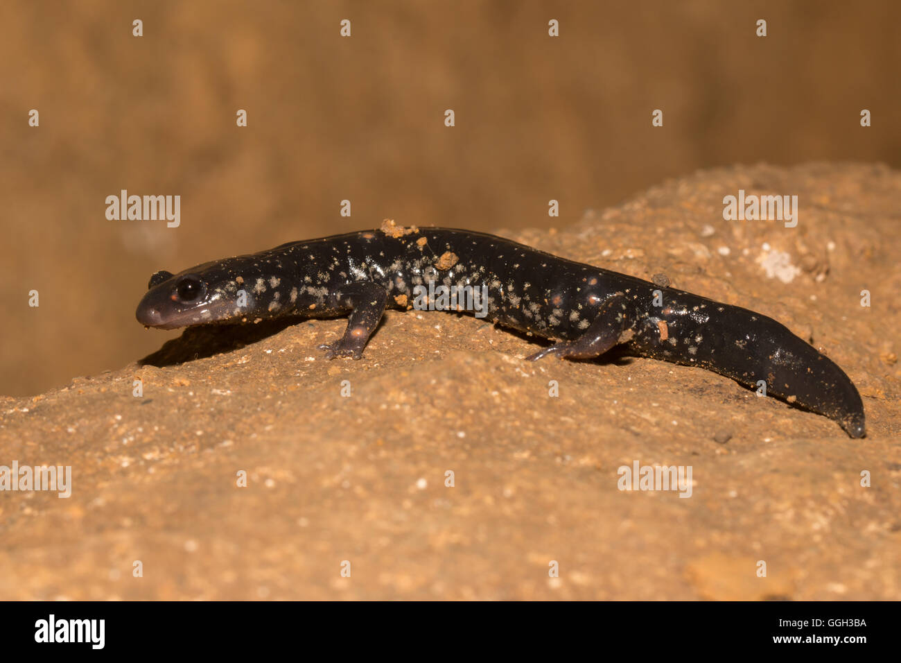 Slimy salamander in a cave - Plethodon glutinosis Stock Photo - Alamy