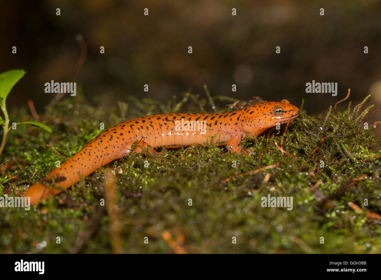 Red salamander appalachian mountains hi-res stock photography and ...