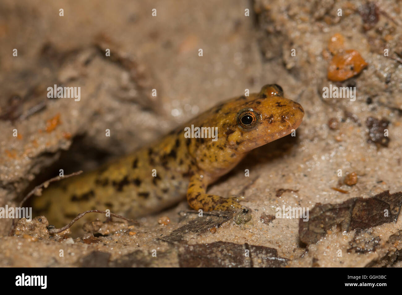 Salamander rock hole hi-res stock photography and images - Alamy