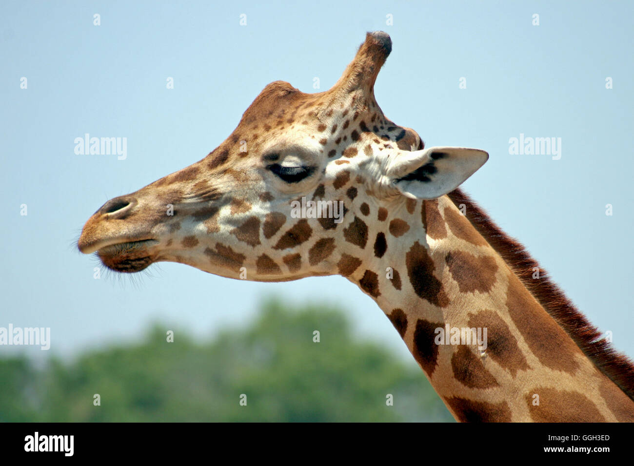 The head and neck of a giraffe Stock Photo - Alamy