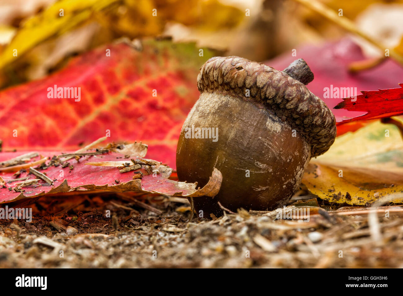 Acorn at Fall Stock Photo - Alamy