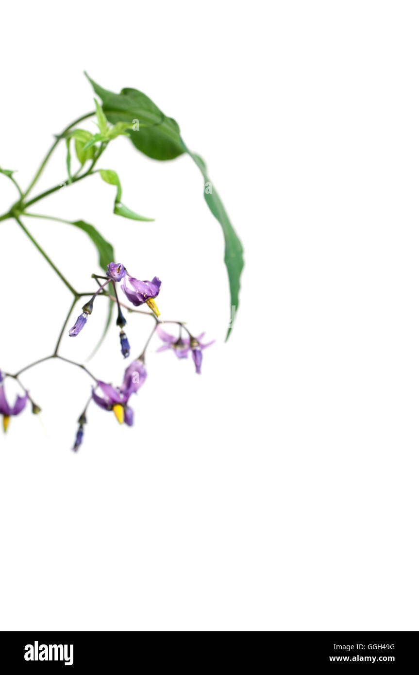 Snakeberry plant over white background,close up shot Stock Photo - Alamy