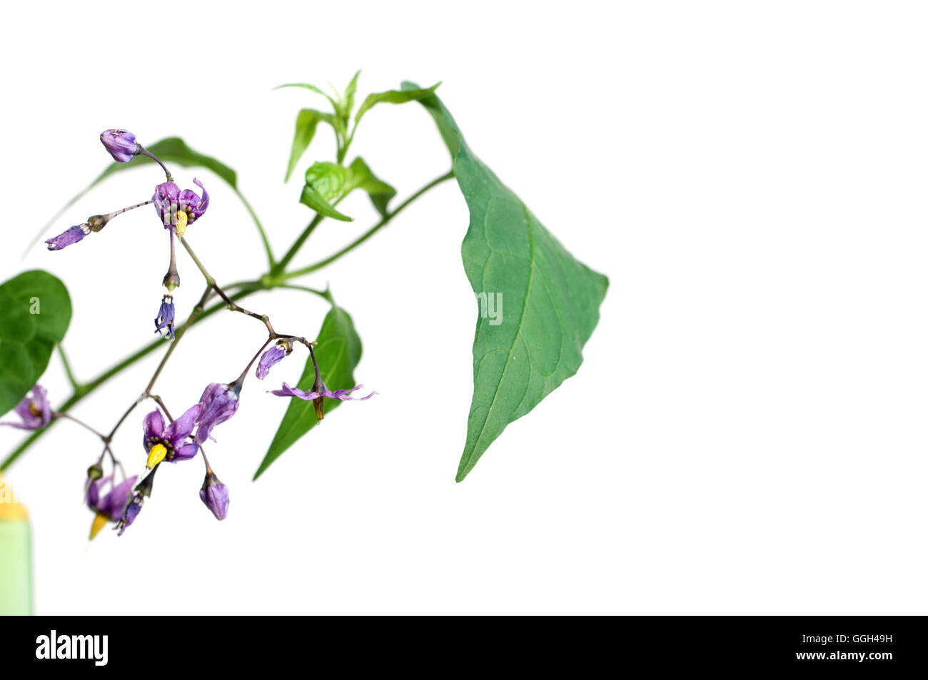 Snakeberry plant over white background,close up shot Stock Photo - Alamy