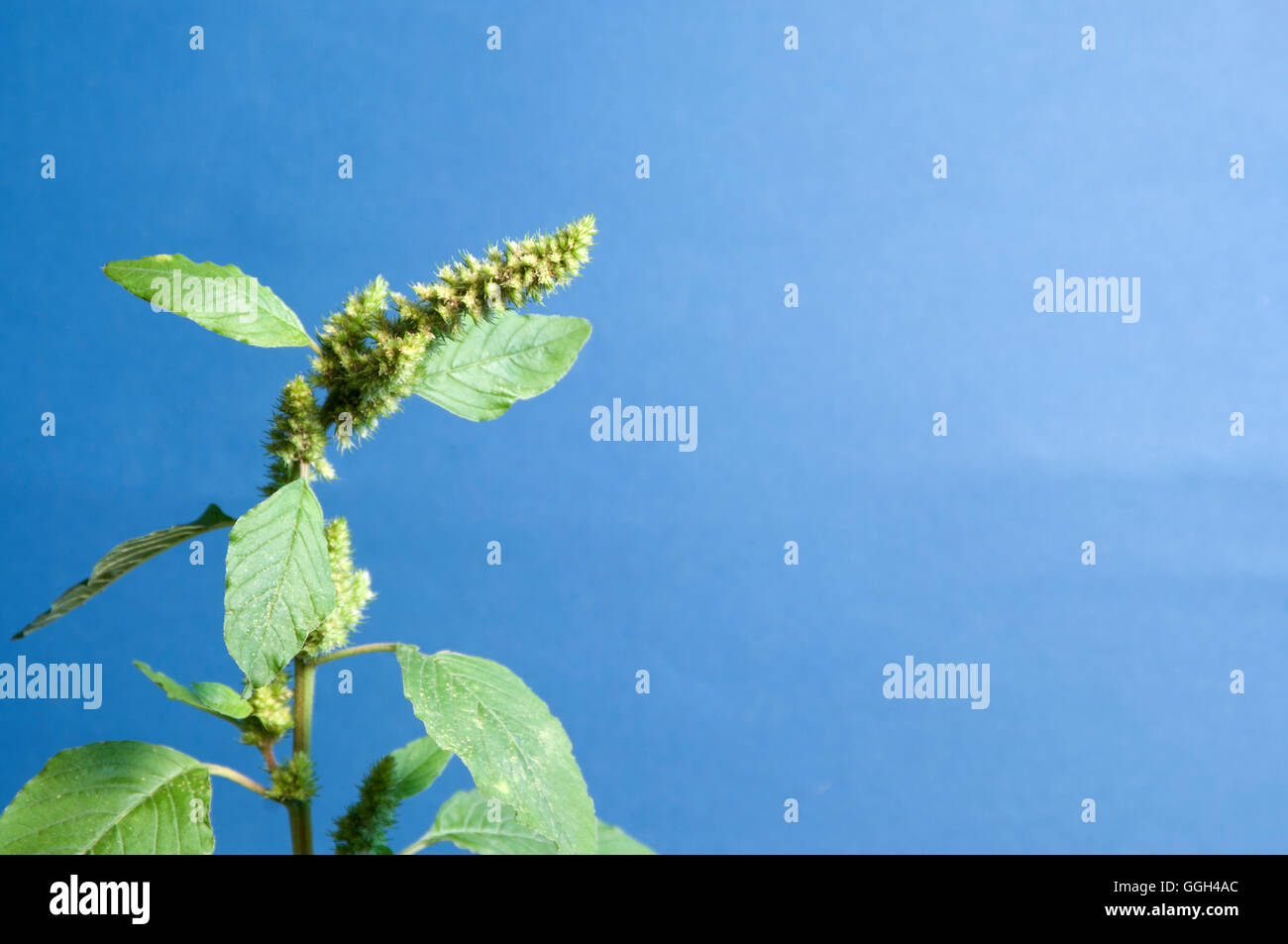 Amaranthus retroflexus hi-res stock photography and images - Alamy
