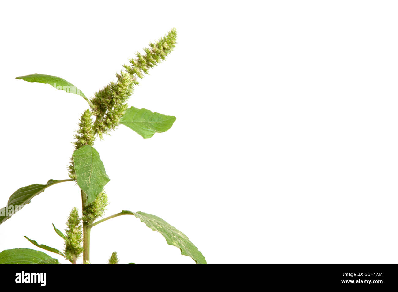 Amaranth plant isolated over white background Stock Photo - Alamy