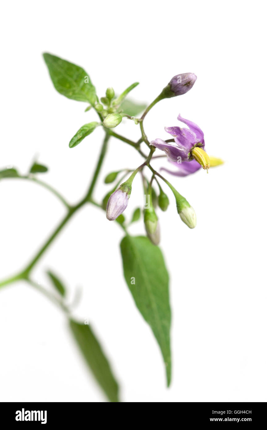 Snakeberry plant over white background,close up shot Stock Photo - Alamy