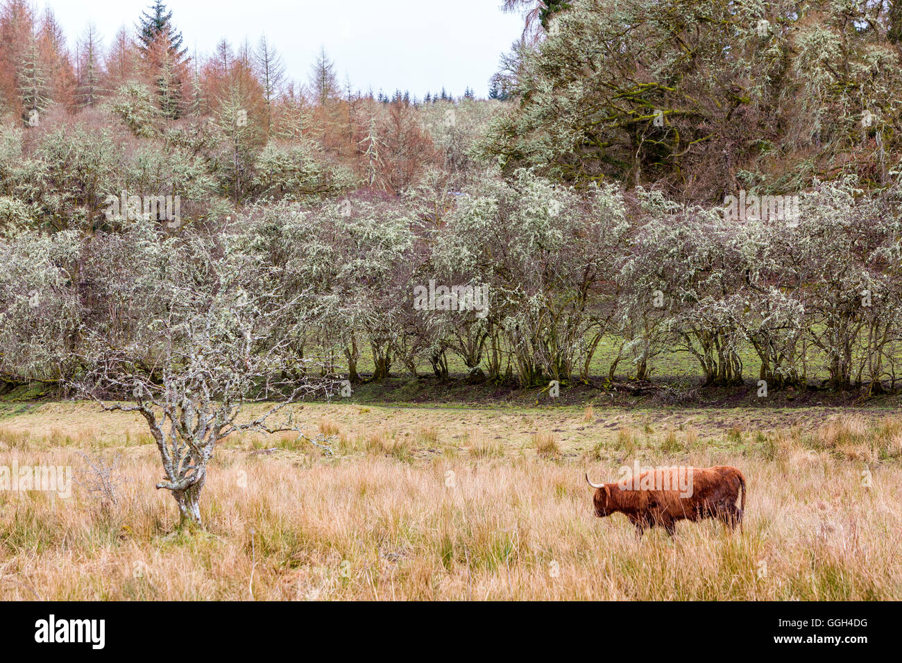 Achnacloich hi-res stock photography and images - Alamy