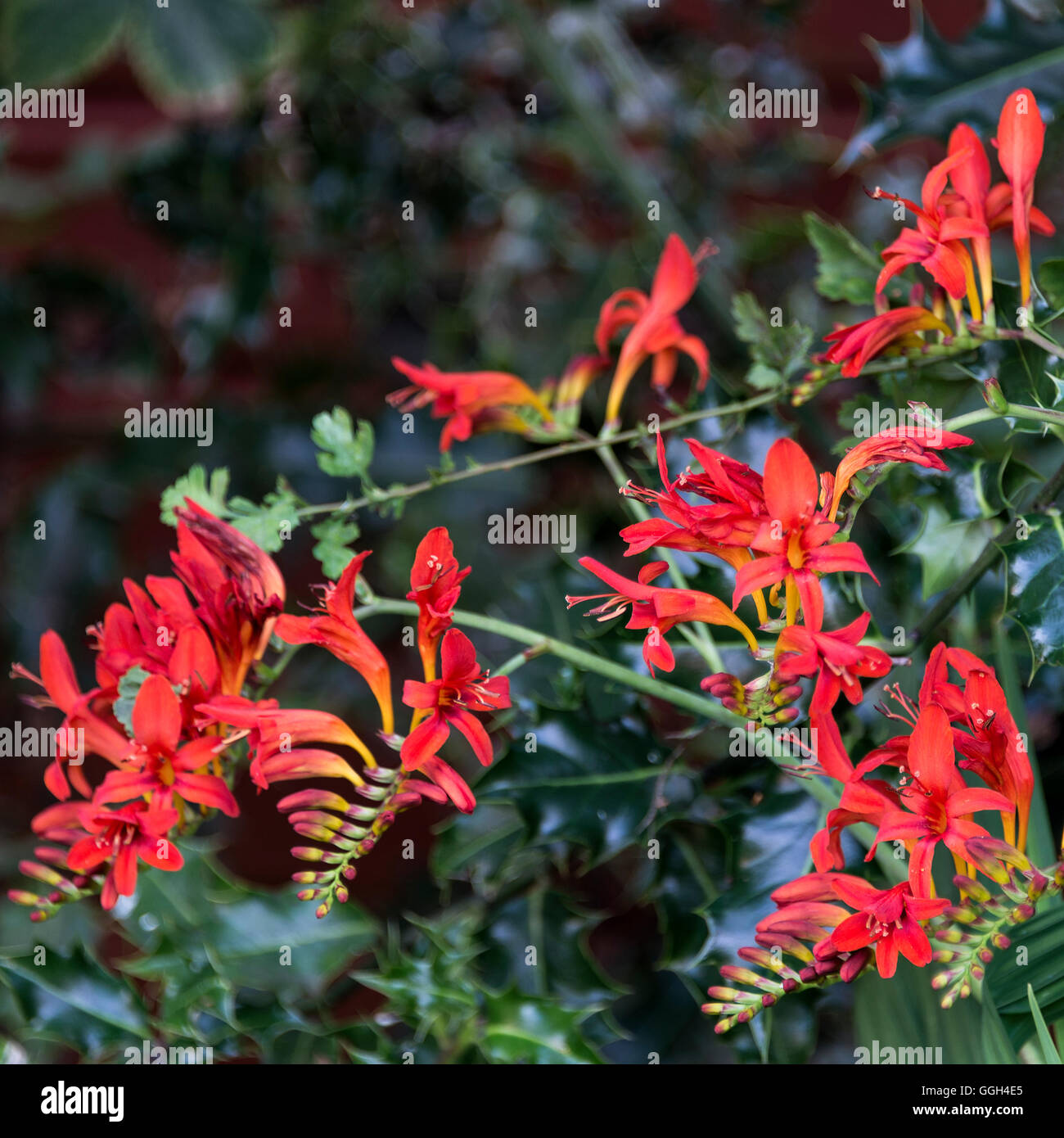 Closeup of a Red Crocosmia Flower Lucifer in a Garden at Alsager ...