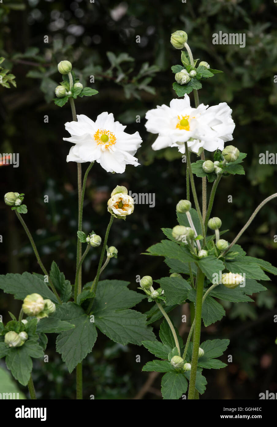 White Japanese Anemone Flowers X Hybrida Honorine Jobert in Bloom in a ...