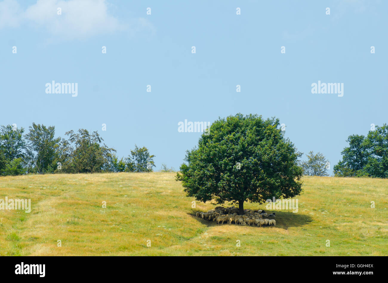 Big tree shadow on grass hi-res stock photography and images - Alamy