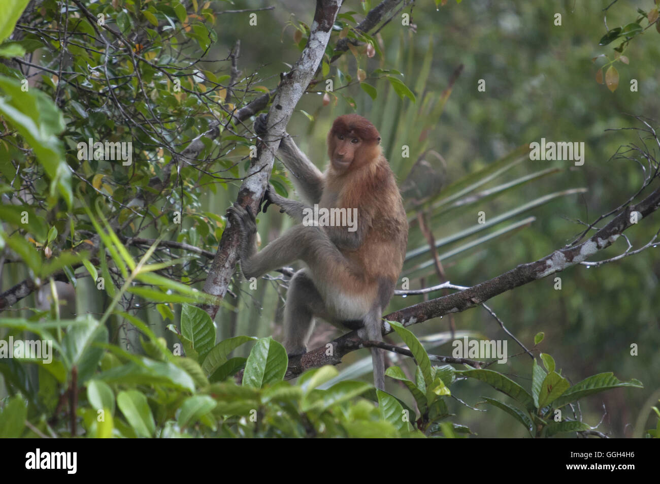 The proboscis monkey (Nasalis larvatus) or long-nosed monkey, Indonesia ...
