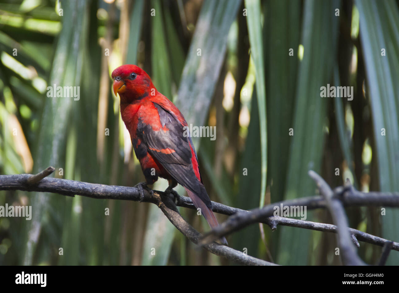 Red Parakeet, Indonesia Stock Photo - Alamy