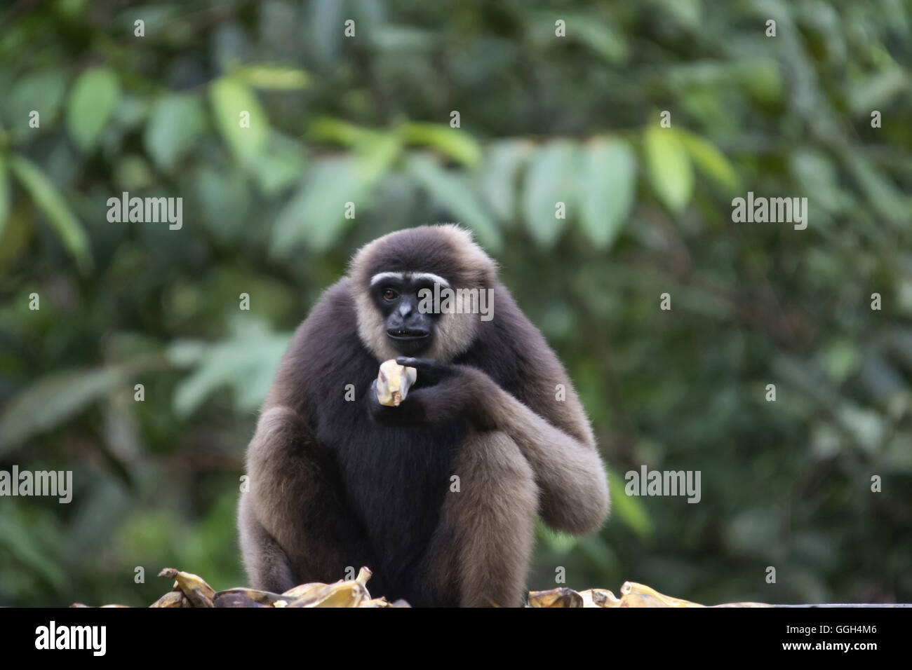 The Bornean white-bearded gibbon Hylobates albibarbis, Indonesia. An ...