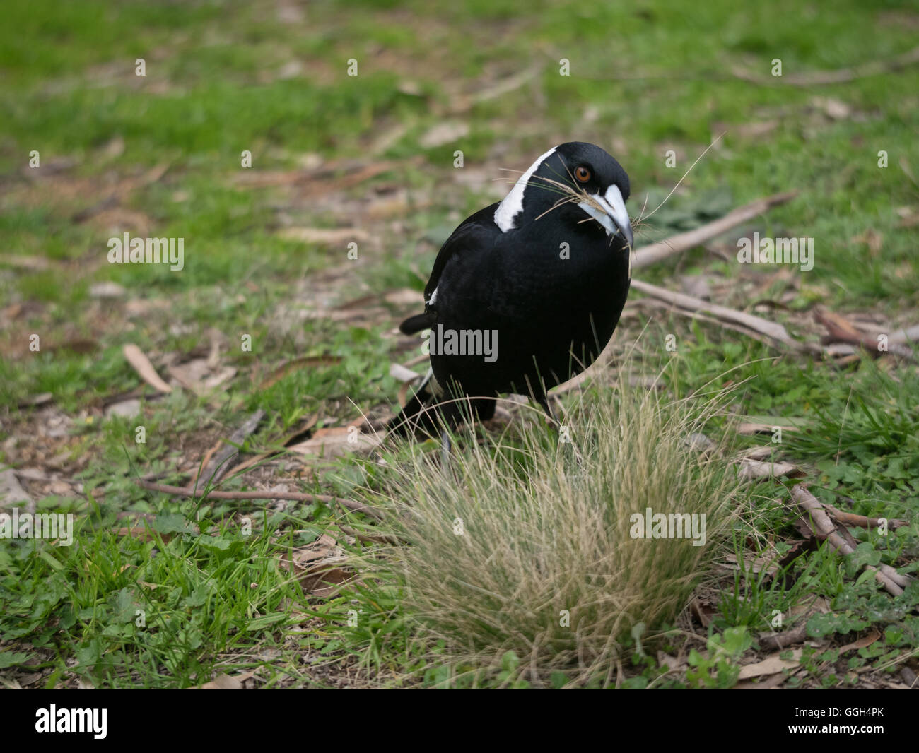 Magpie nest hi-res stock photography and images - Alamy
