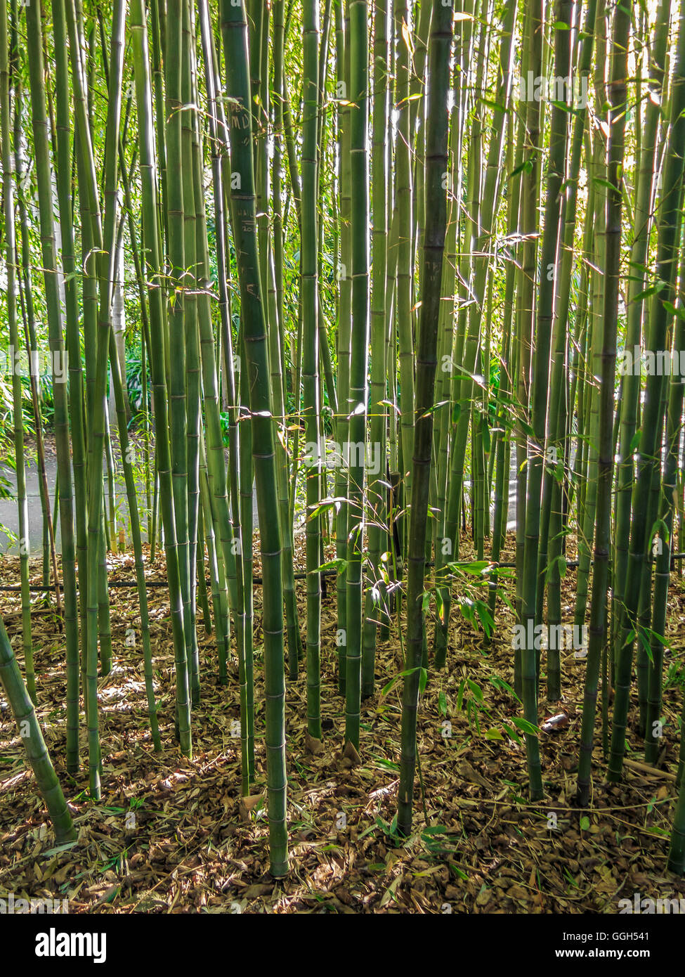 Bamboo stems with long straight shoots Stock Photo - Alamy