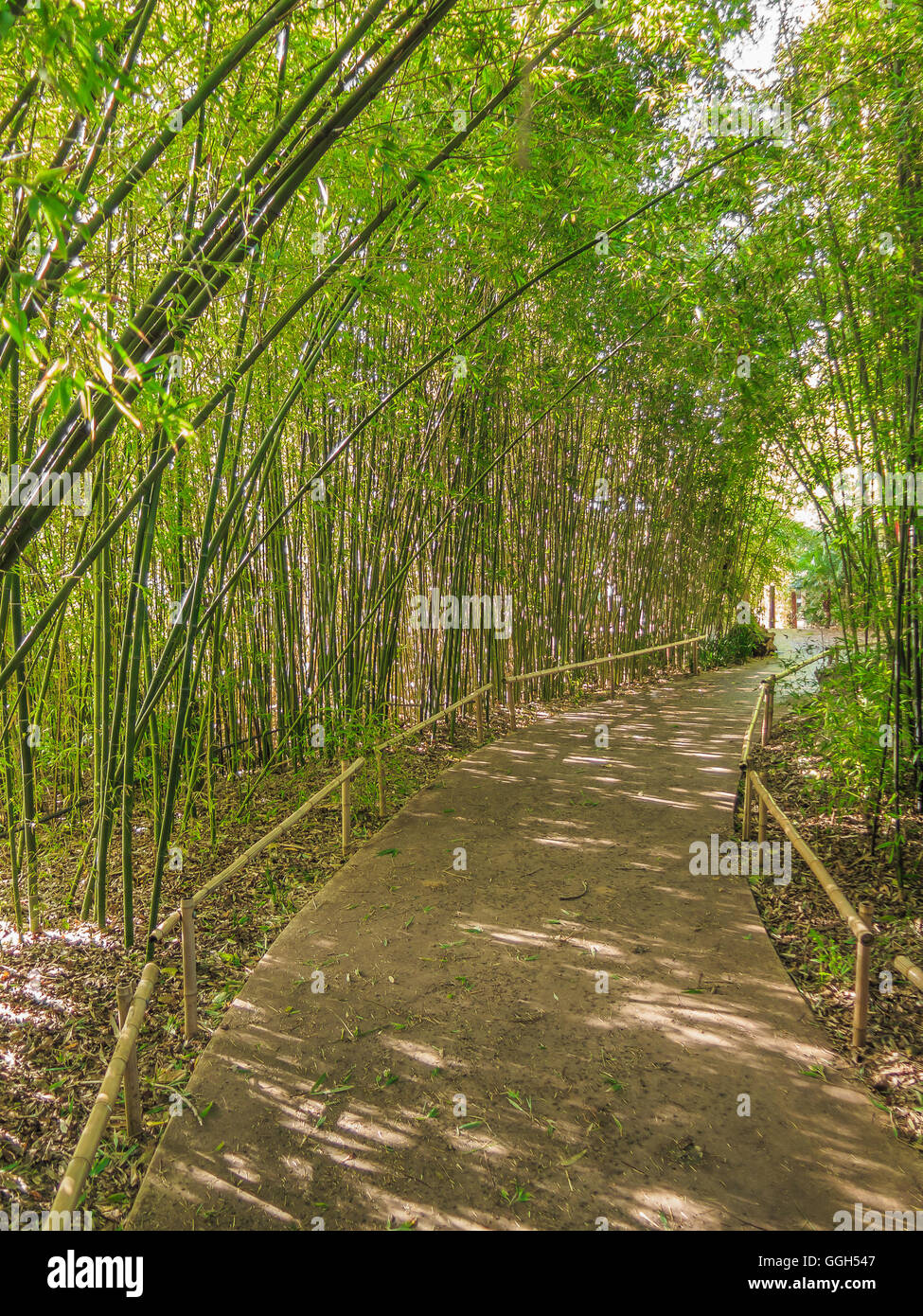 walk way in a garden with bamboo stems Stock Photo - Alamy