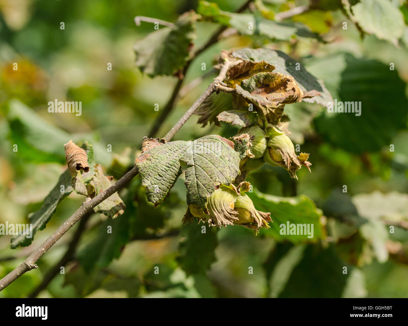 Filbert tree hi-res stock photography and images - Alamy