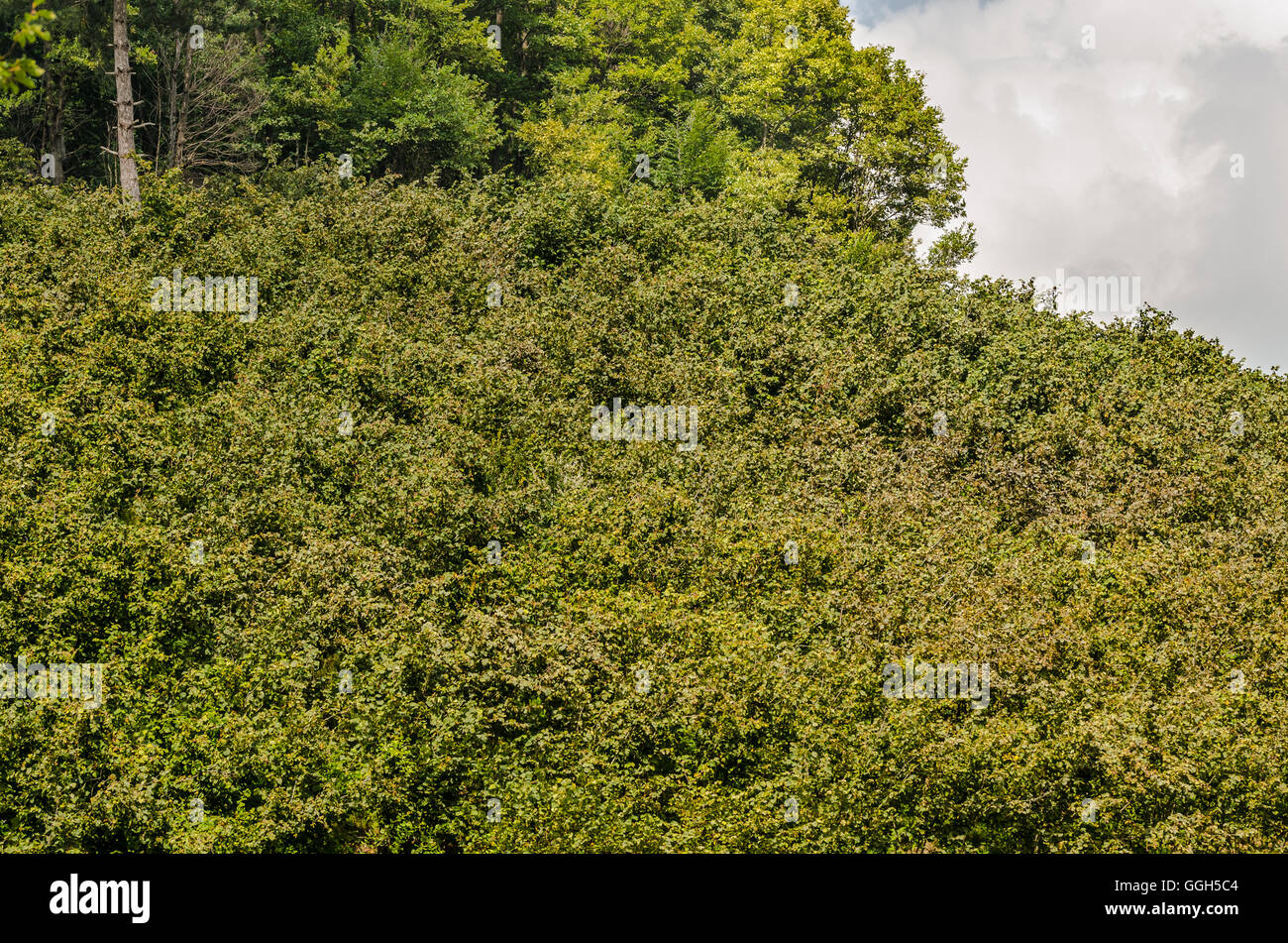 Hazel nut tree plantation in the Black Sea region of Turkey Stock Photo ...