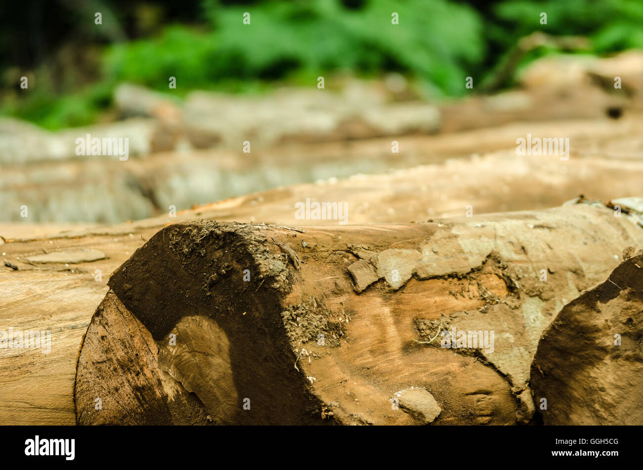 Freshly cut tree logs piled up Stock Photo - Alamy