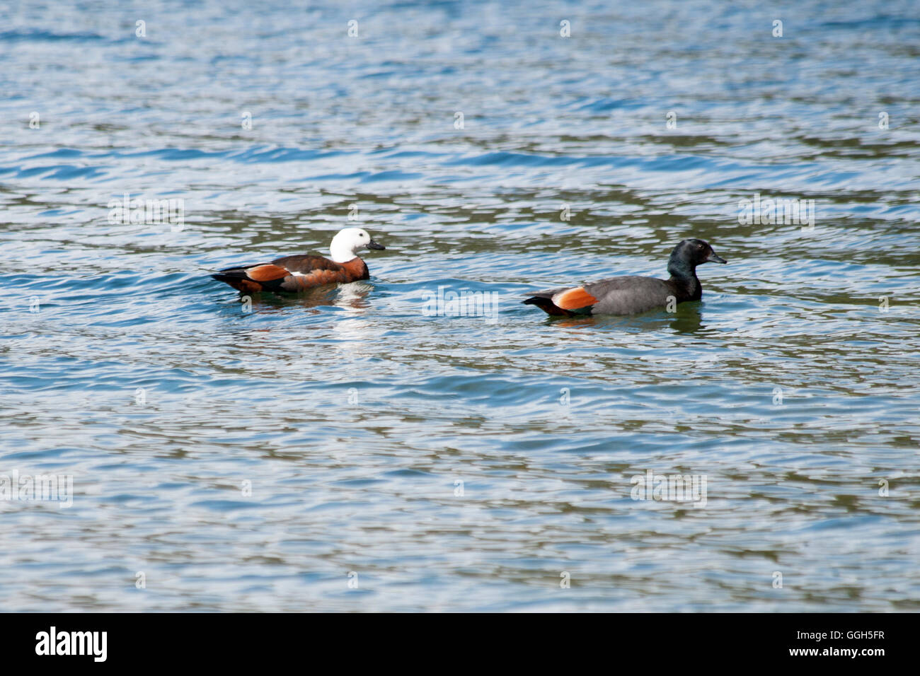 Paradise Shelduck or Tadorna variegata is an endemic duck of New ...