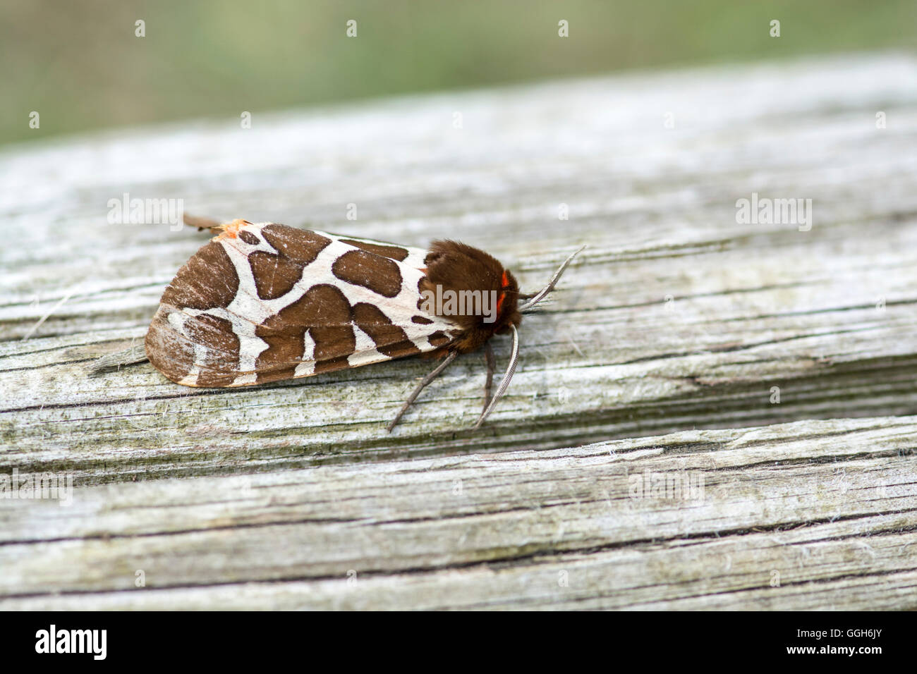 Tigermoth hi-res stock photography and images - Alamy