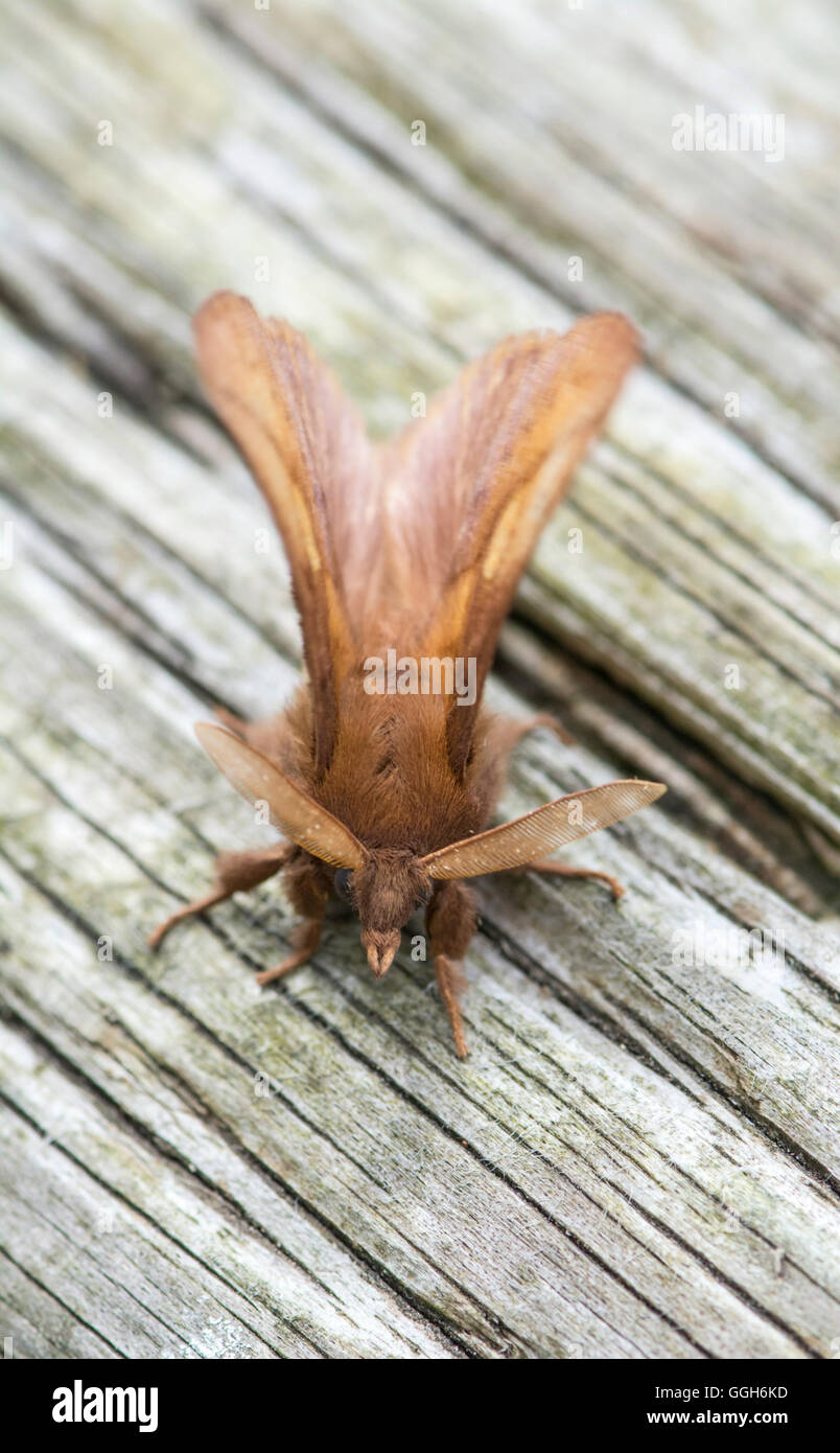 Drinker moth (Philudoria potatoria) adult imago Stock Photo - Alamy