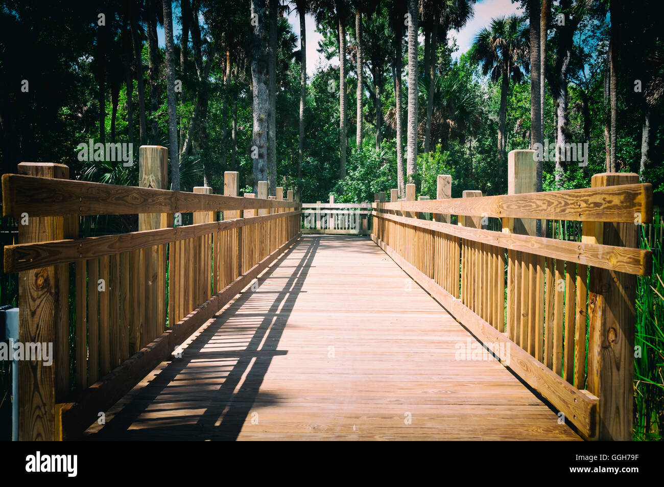 Elevated wooden walkway bridge over swamps in heavy wooded area Stock ...