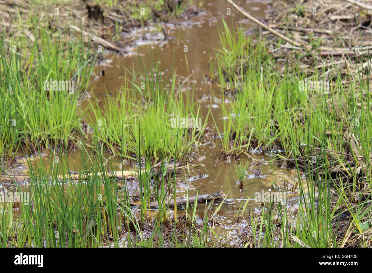 California Country Park Stock Photo - Alamy