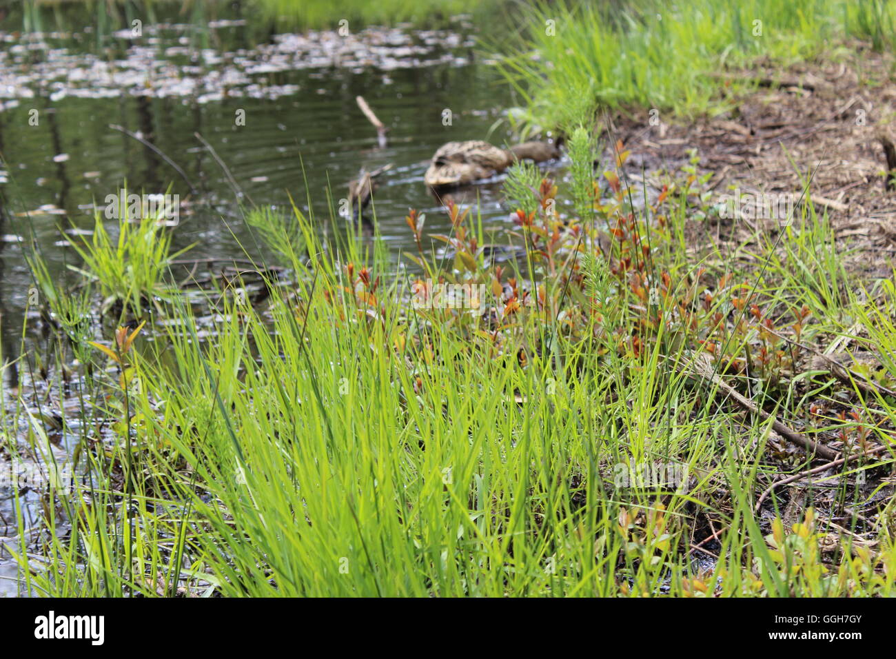 California Country Park Stock Photo - Alamy