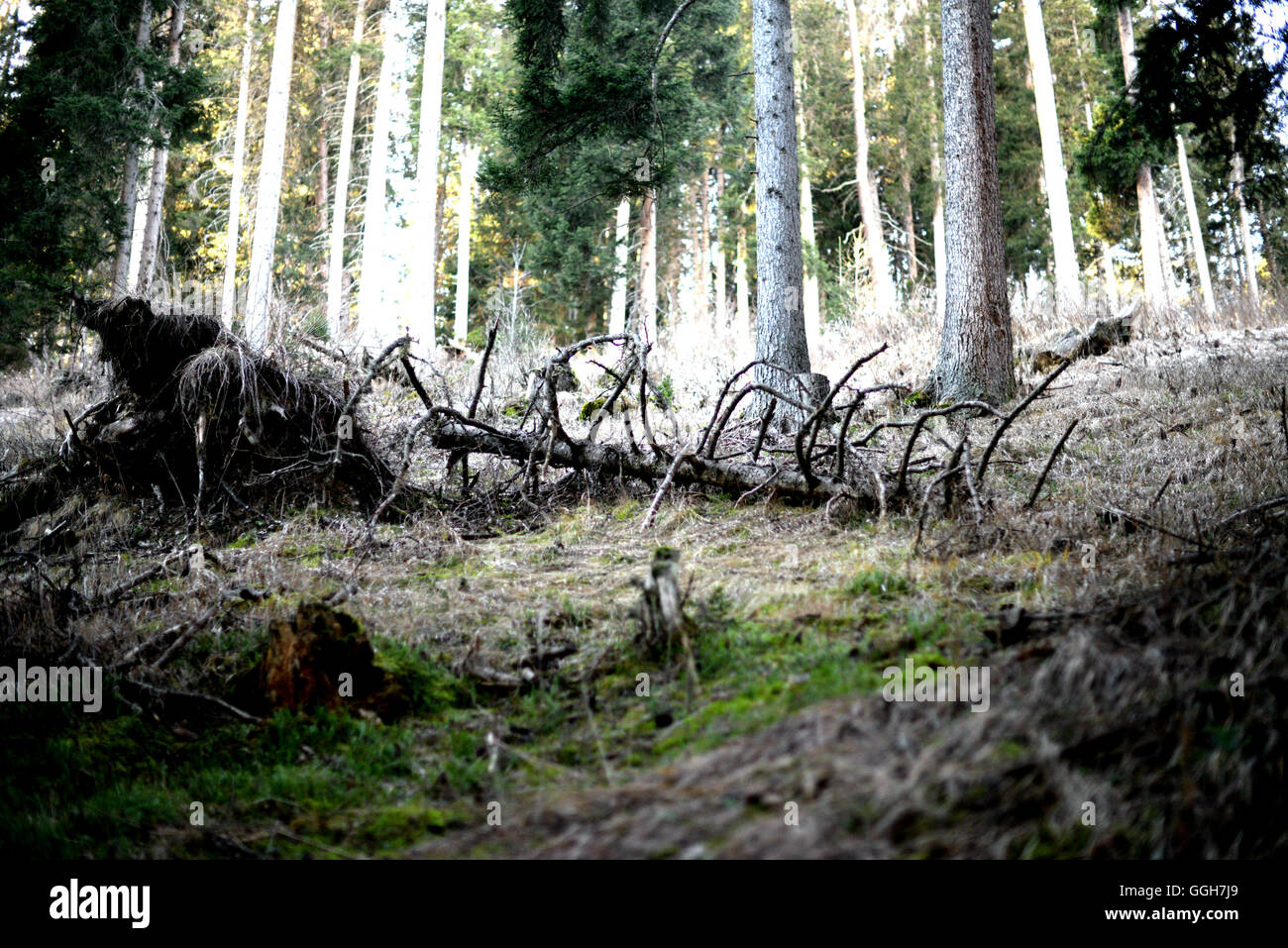 Wild woods in Austria Stock Photo - Alamy