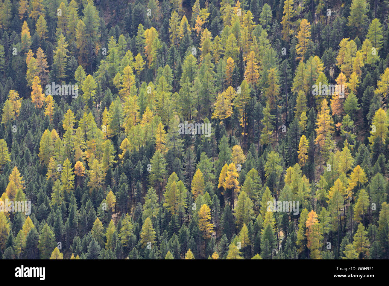 Mixed forest hi-res stock photography and images - Alamy