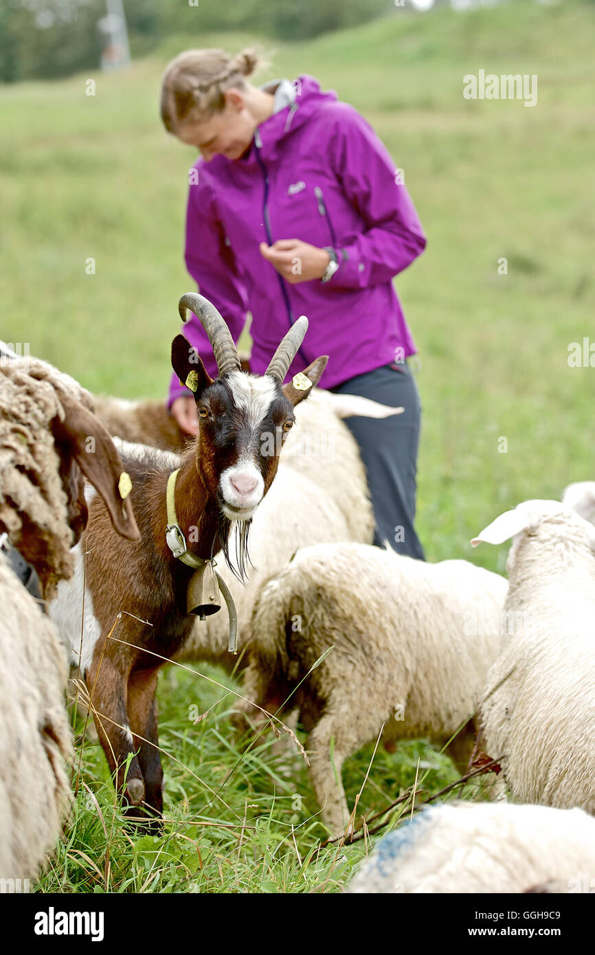 Woman standing between goats and sheep hi-res stock photography and ...