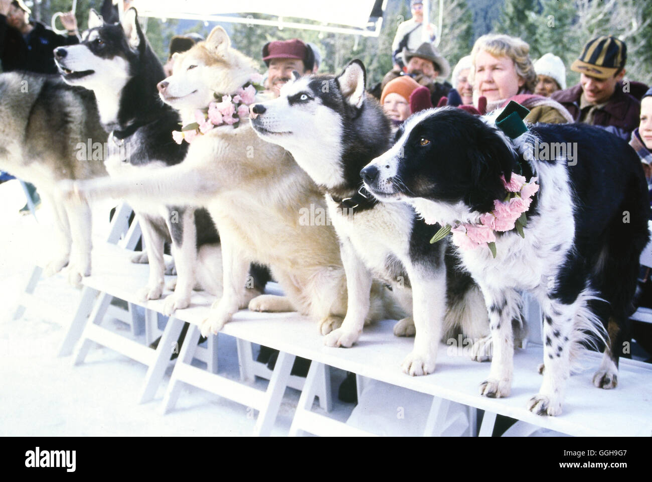 SNOW DOGS - 8 HELDEN AUF 4 PFOTEN / Snow Dogs USA 2002 / Brian Levant ...
