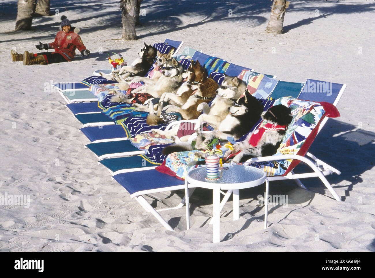 SNOW DOGS - 8 HELDEN AUF 4 PFOTEN / Snow Dogs USA 2002 / Brian Levant ...