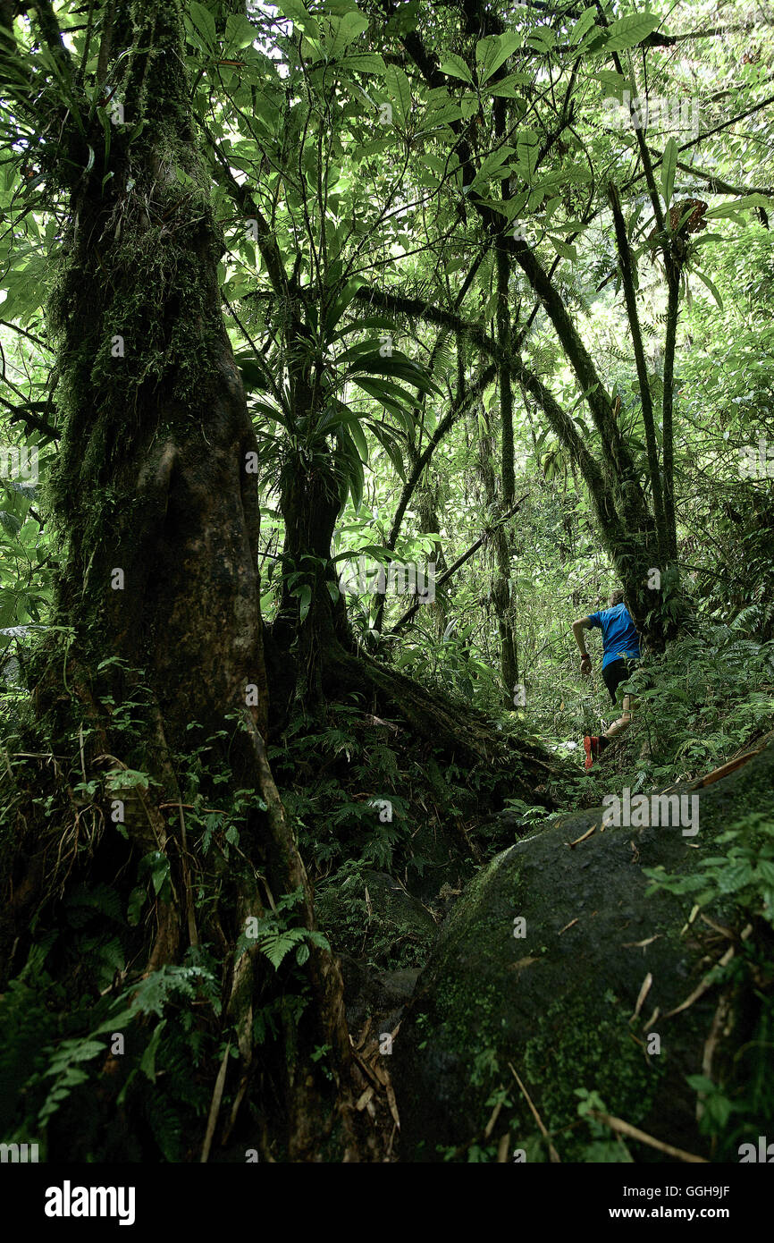 Young man running through a jungle, Dominica, Lesser Antilles ...