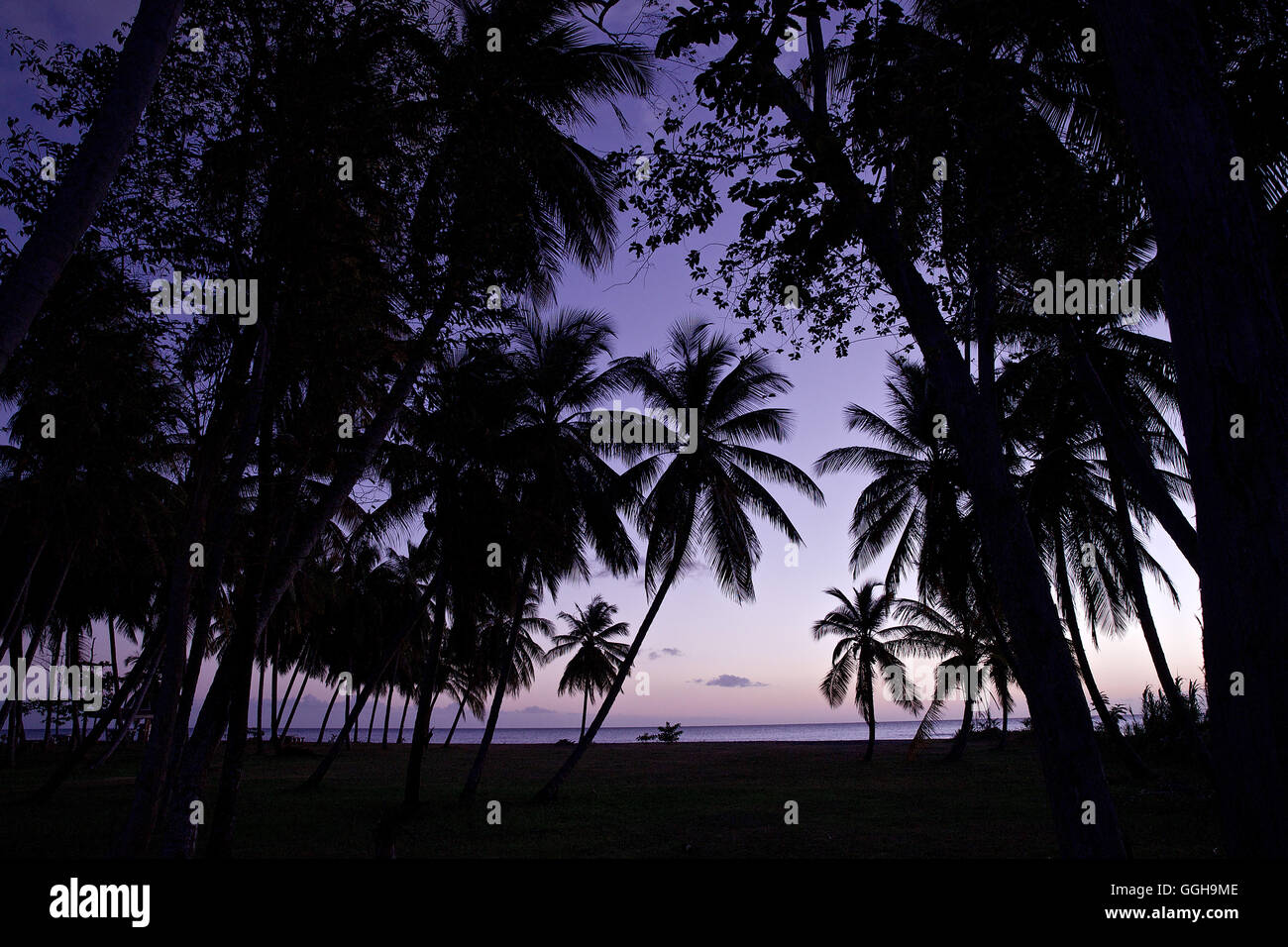 Palm trees at beach in sunset, Dominica, Lesser Antilles, Caribbean ...