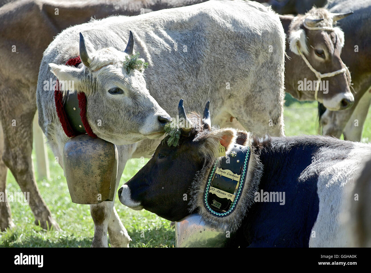 Cow bells hi-res stock photography and images - Alamy
