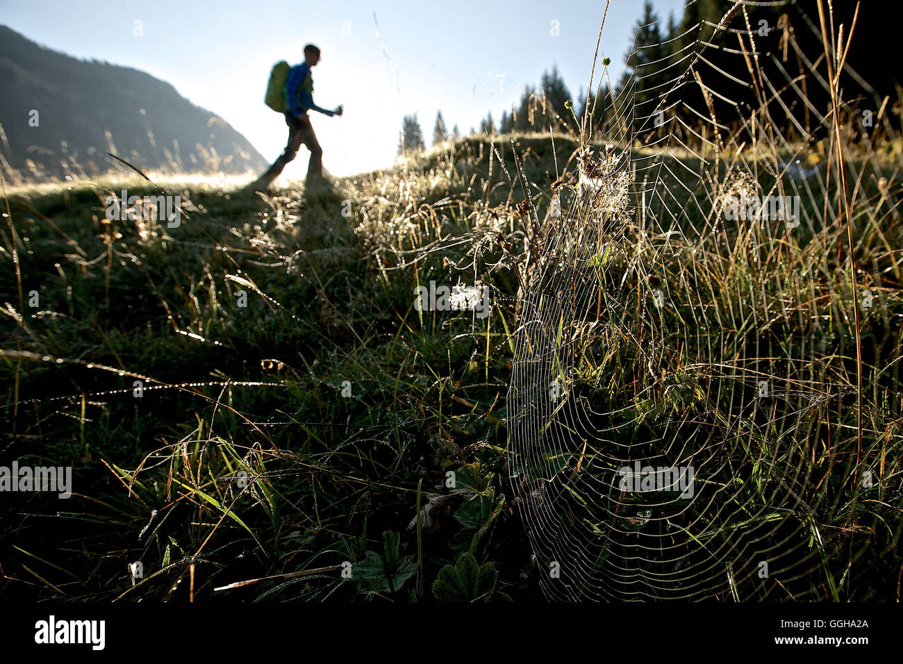Spider's web on a meadow in front of an male hiker, Oberstdorf, Bavaria ...