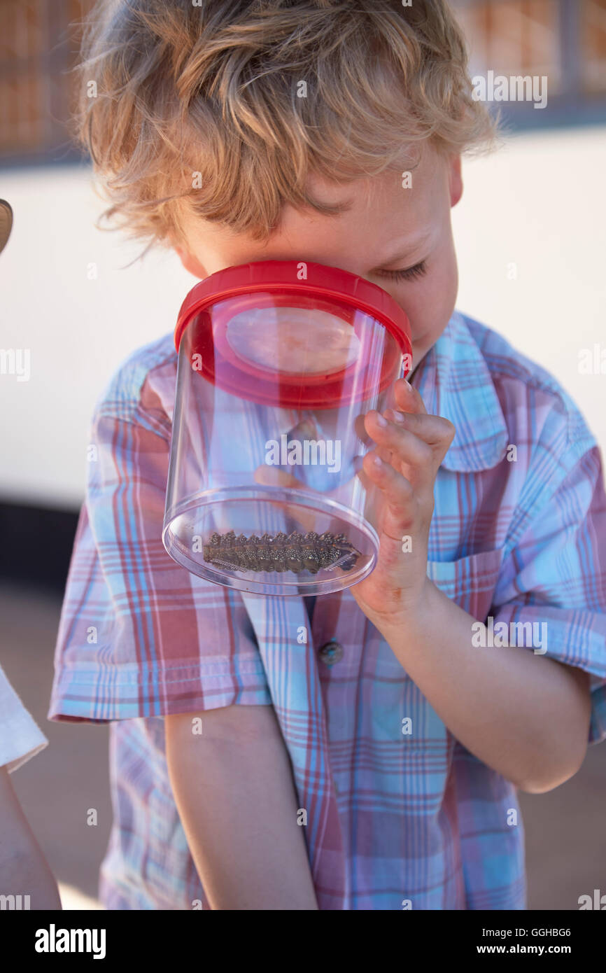 Magnifying glass insect hi-res stock photography and images - Alamy