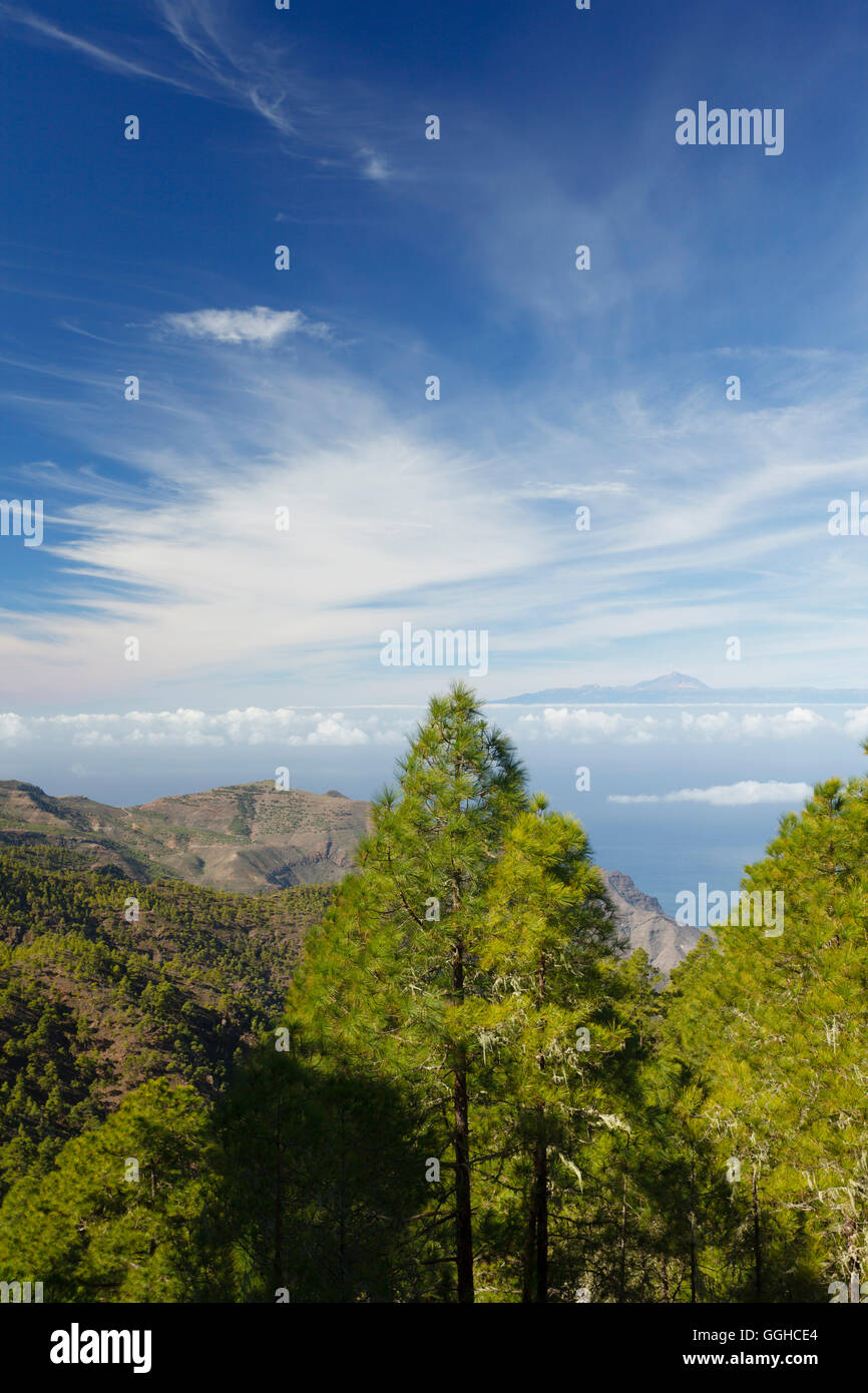 View from Tamadaba pine forest to Teide volcano, canarian pine trees ...
