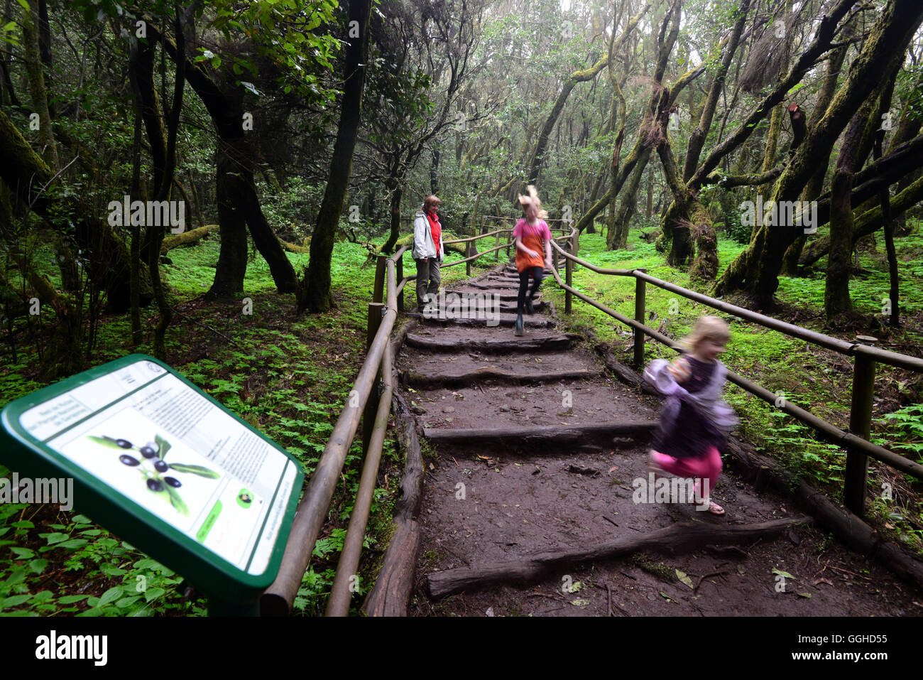 Garajonay national park hi-res stock photography and images - Alamy