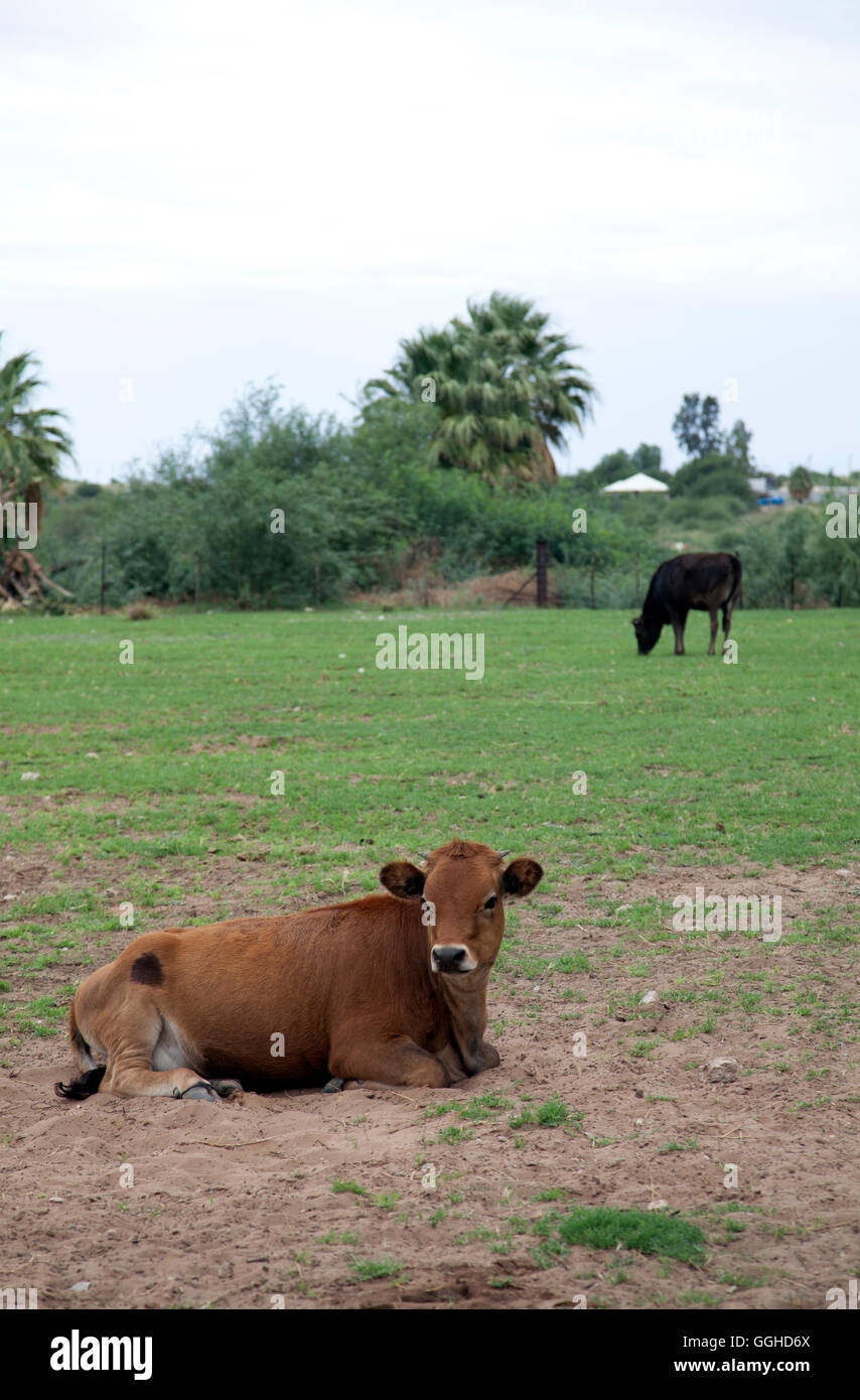Livestock at Kalahari Farmhouse near Stampriet in Namibia Stock Photo ...
