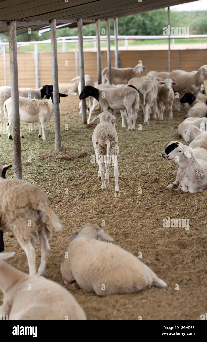 Sheep enclosure hi-res stock photography and images - Alamy