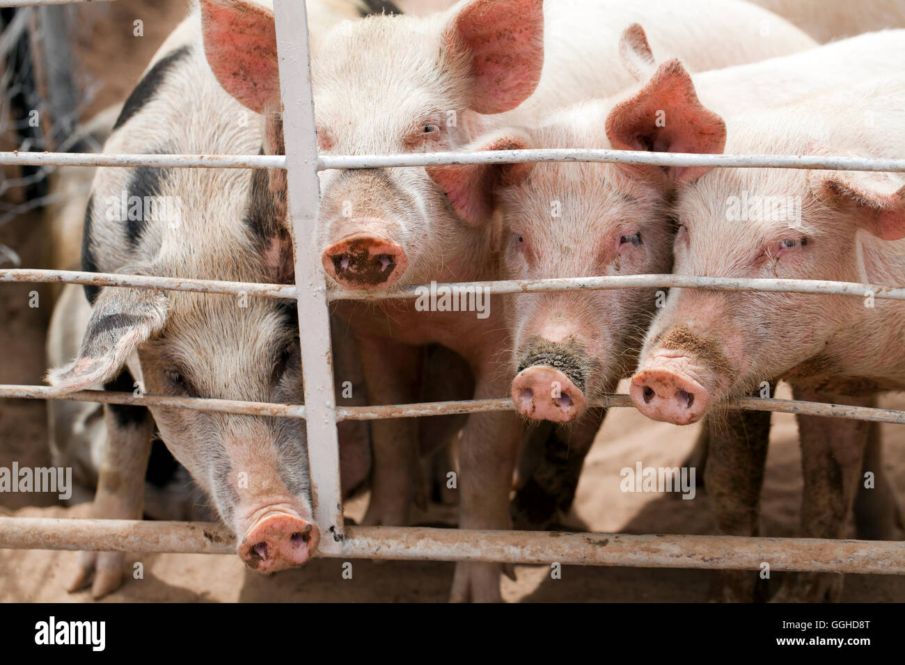 Pig farm pigs near fence hi-res stock photography and images - Alamy