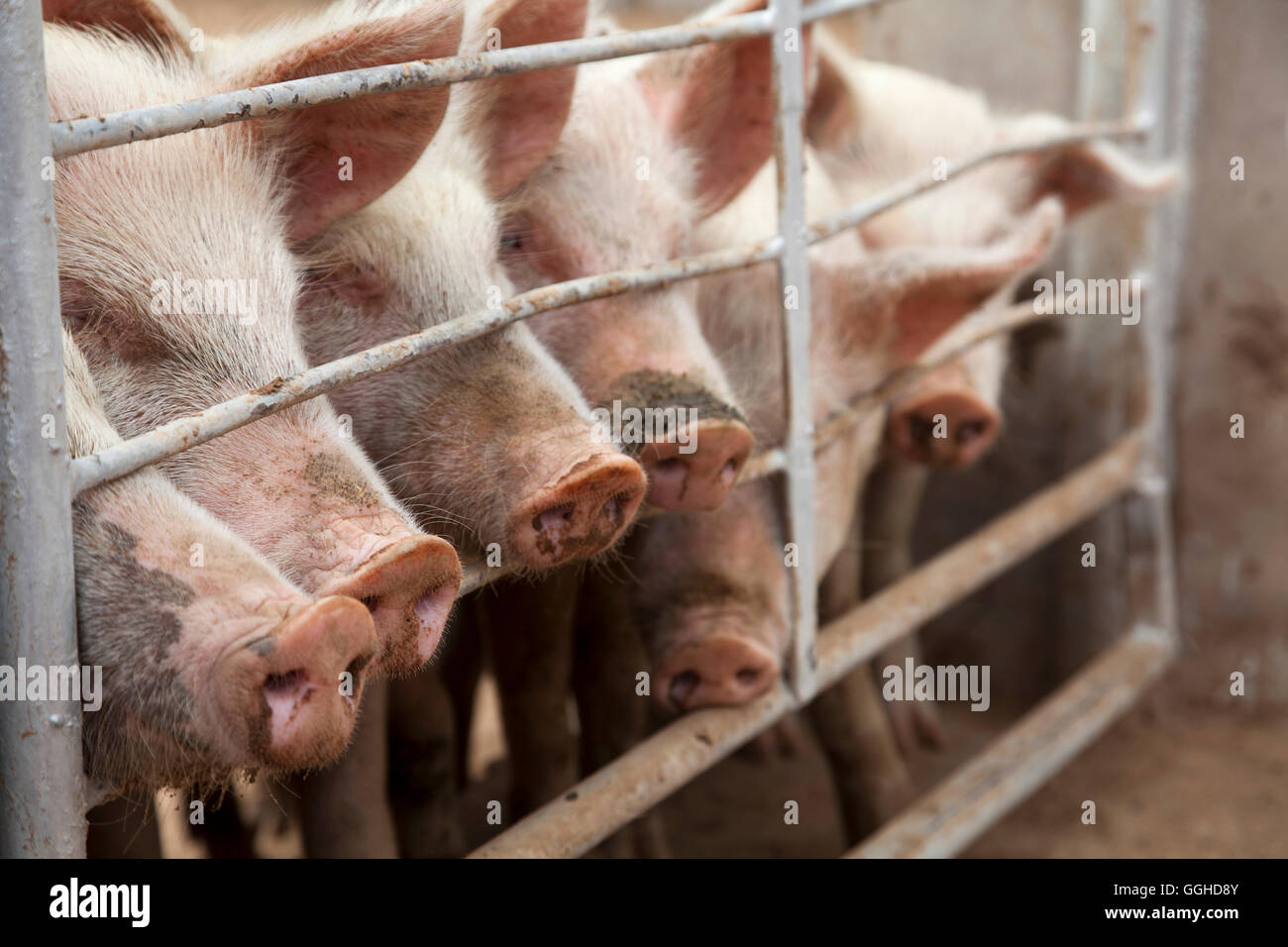 Pigs Pen Enclosure at Kalahari Farmhouse near Stampriet in Namibia ...
