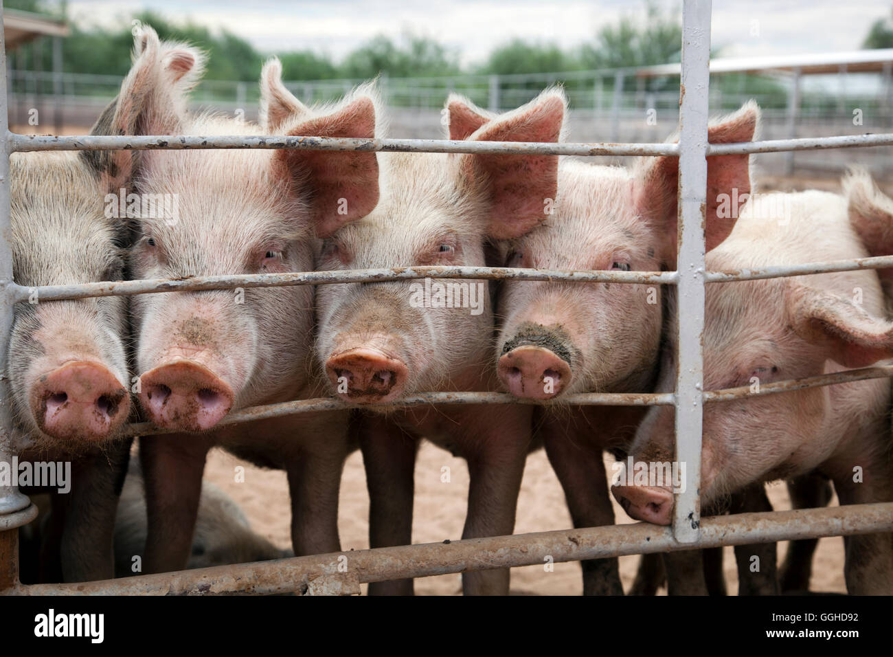 Pigs Pen Enclosure at Kalahari Farmhouse near Stampriet in Namibia ...