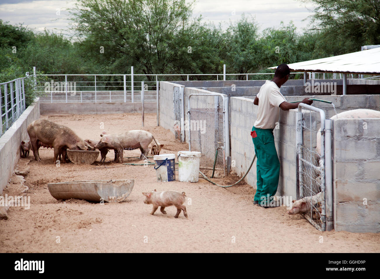 Pigs Pen Enclosure at Kalahari Farmhouse near Stampriet in Namibia ...