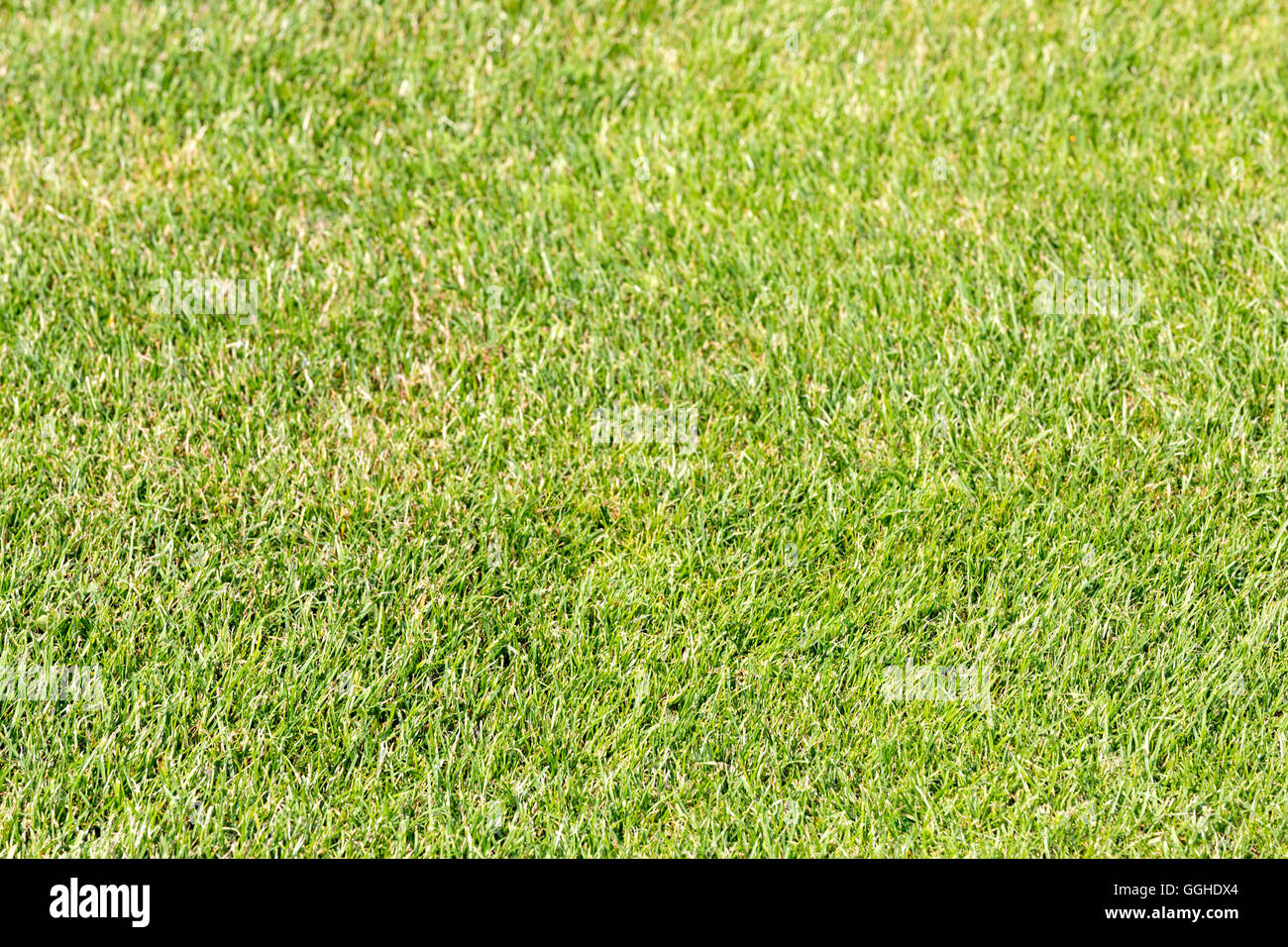 Green grass on playing field Stock Photo - Alamy