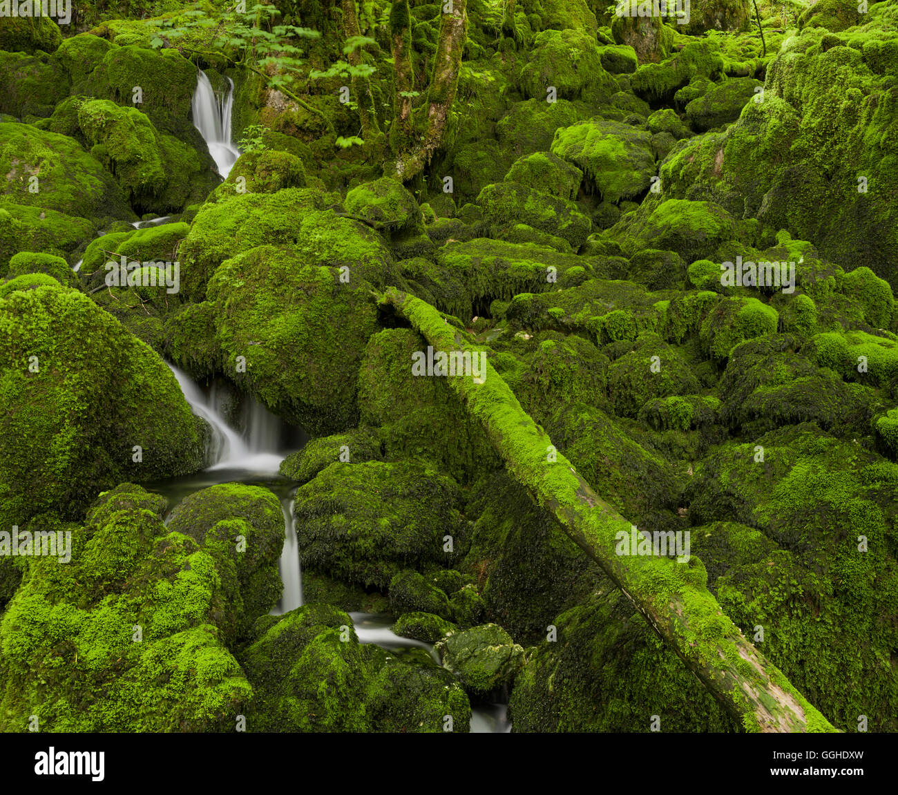 Moss covered stone hi-res stock photography and images - Alamy